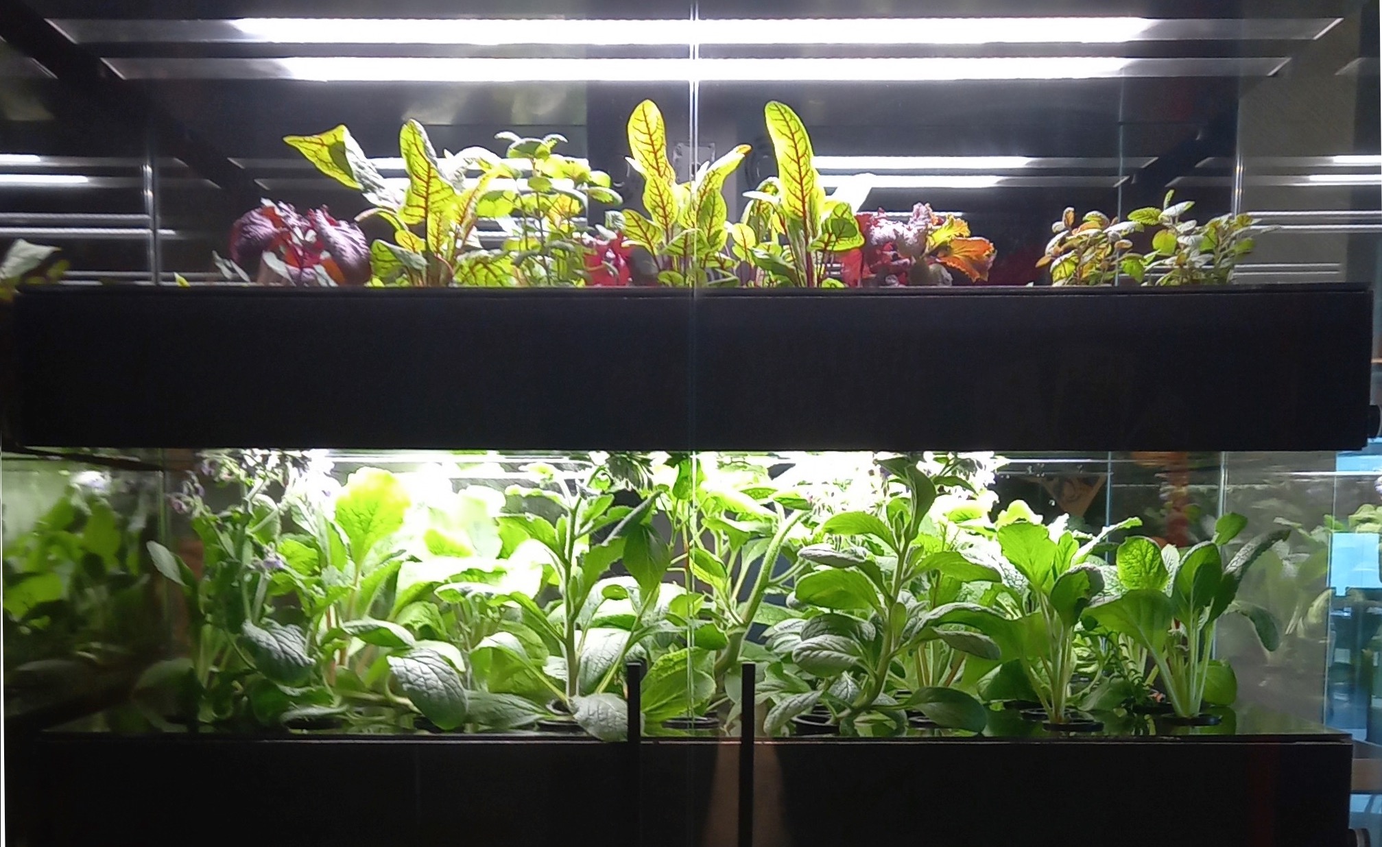 Smartodna | Smart indoor farm solution