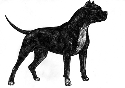 Standard del Perro Pampa | Asociación del Perro Pampa Argentino