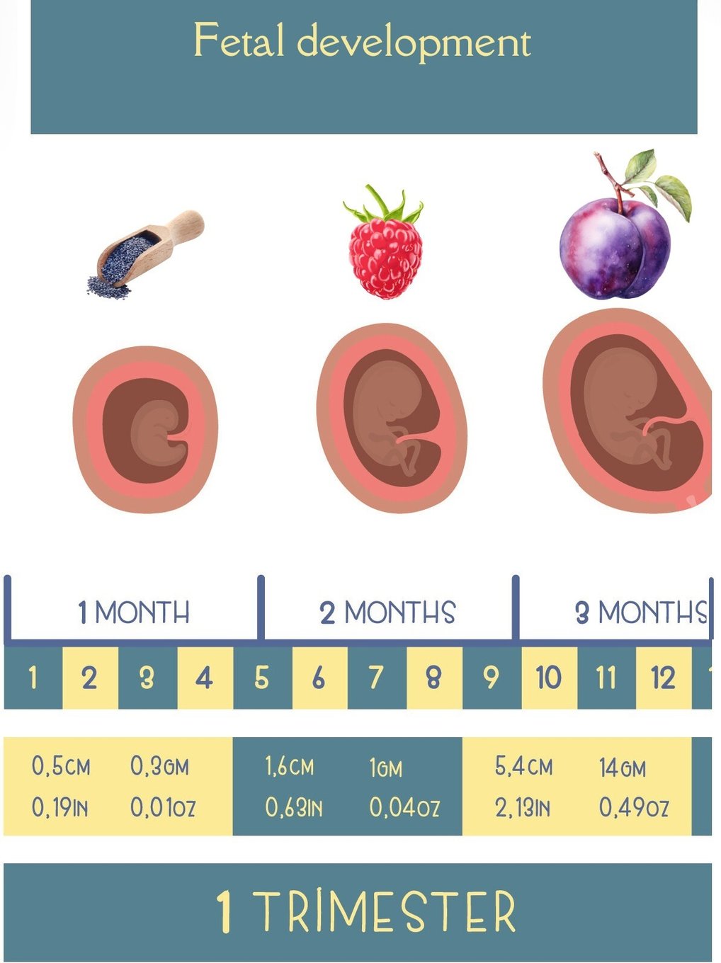 First Trimester of Pregnancy: Your Complete Guide to Changes, Symptoms ...