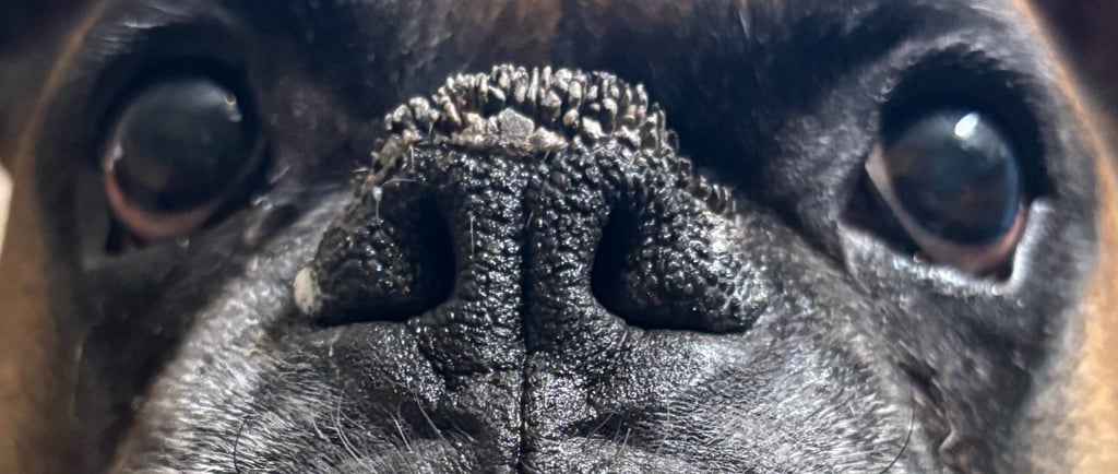 Crusty Nose (Paws and Elbows too) | Chris the Critter Sitter