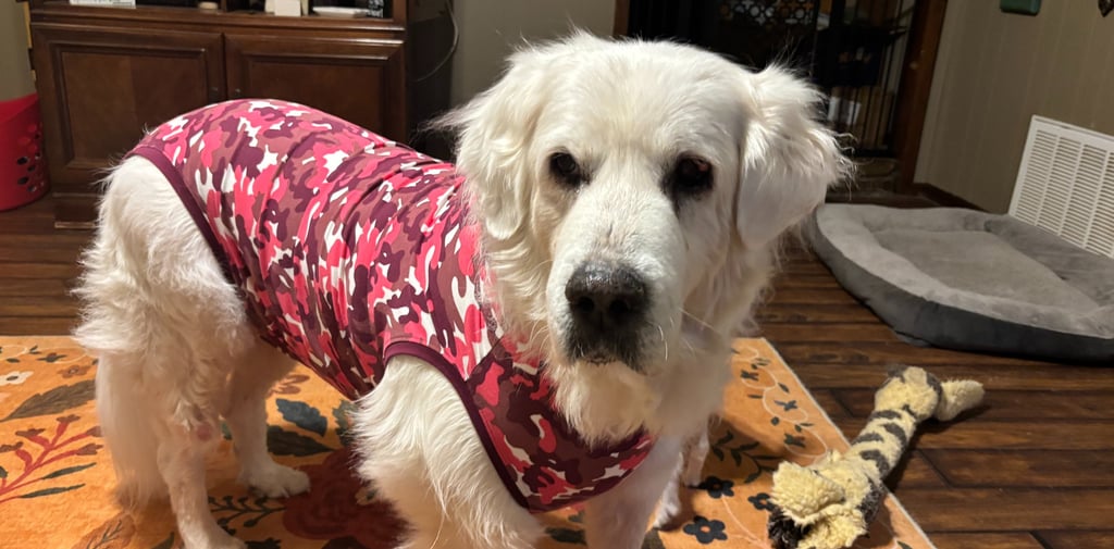 Recovery Surgery Suits for Large Breeds | Chris the Critter Sitter