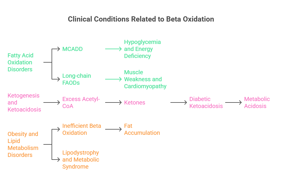 Understanding Beta Oxidation: Energy Yield Explained | Bio-chem_hub