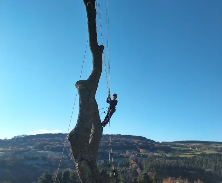 Top-Rated Tree Pruning Service | Shape and Cut Back Trees | The Urban ...