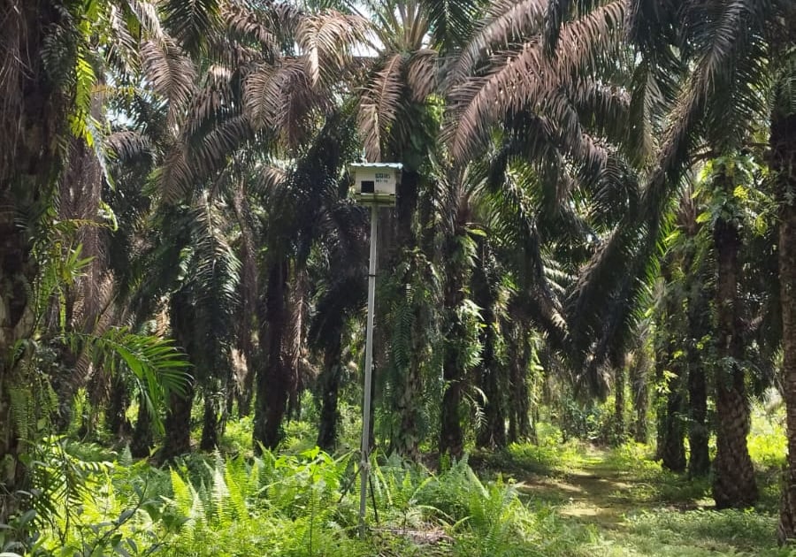 Perubahan Standar Sertifikasi Kelapa Sawit Berkelanjutan Indonesia PP Nomor 16 Tahun 2025 | Mutukita