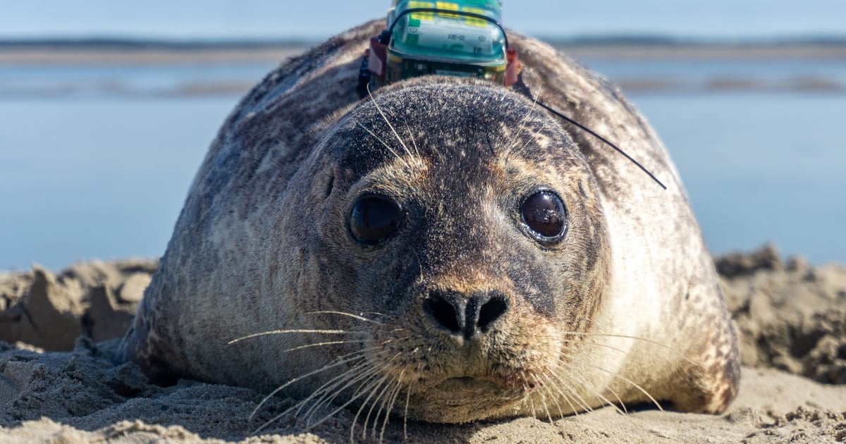 Our Range of Biologging Tags for Marine Predators | Wild Tag Solutions