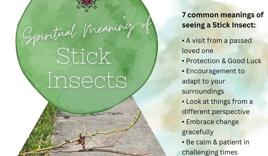 What’s the spiritual meaning of seeing a Stick Insect? | Janée ...