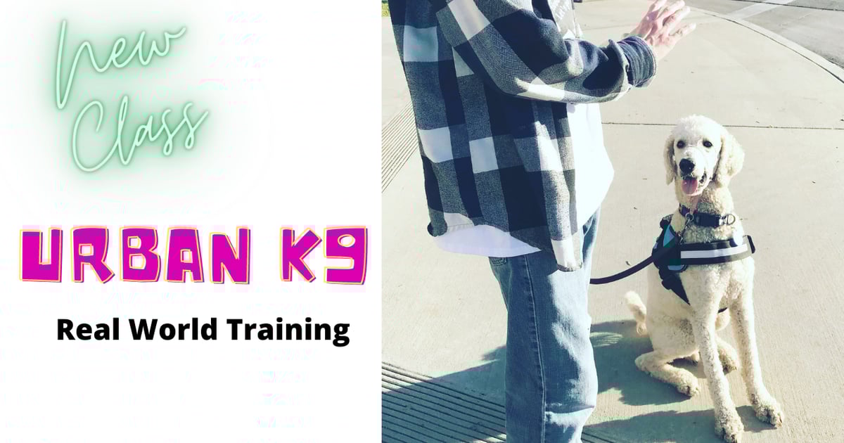 Real Life Training | Small Class Size | Positive | DOGS ETC.