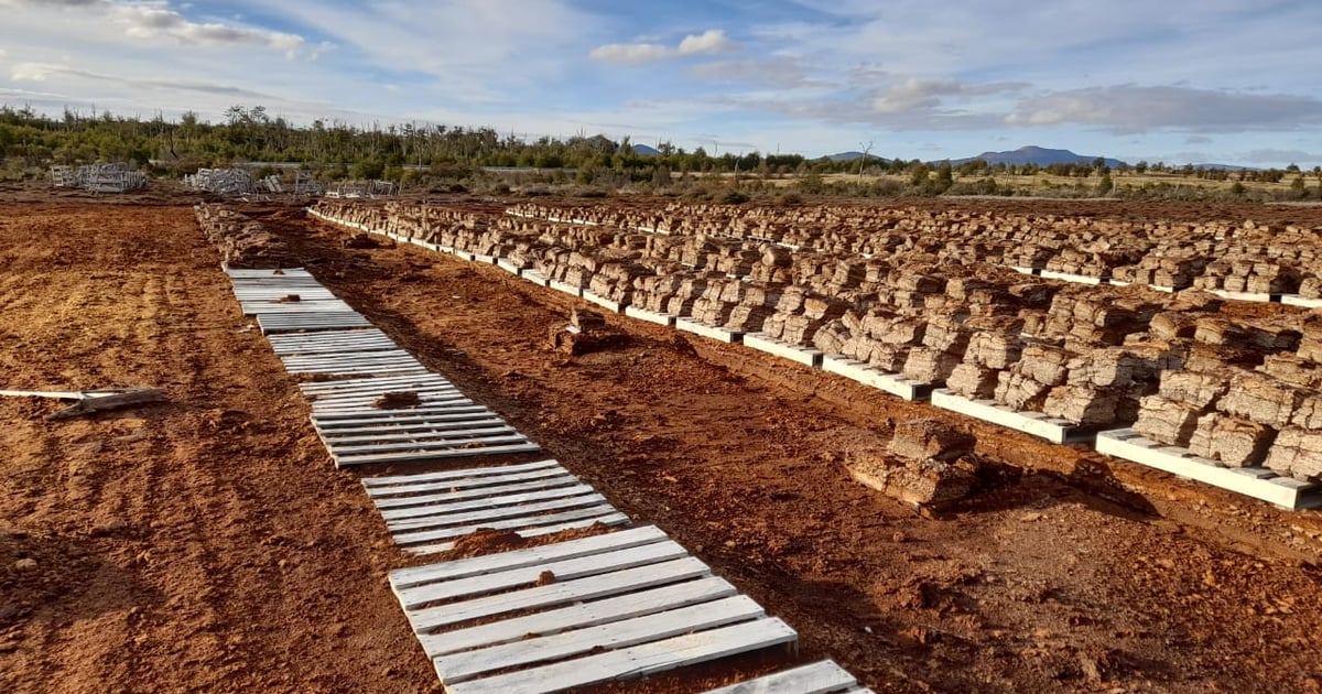 ¿Qué es la Turba Sphagnum? - Peat Moss Humus del Lago. | Humus del Lago