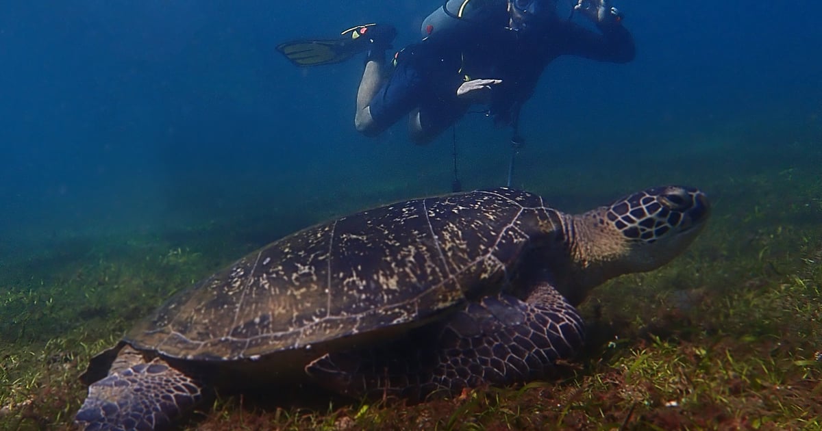Types of Diving in the Philippines You Should Try Today | DDC