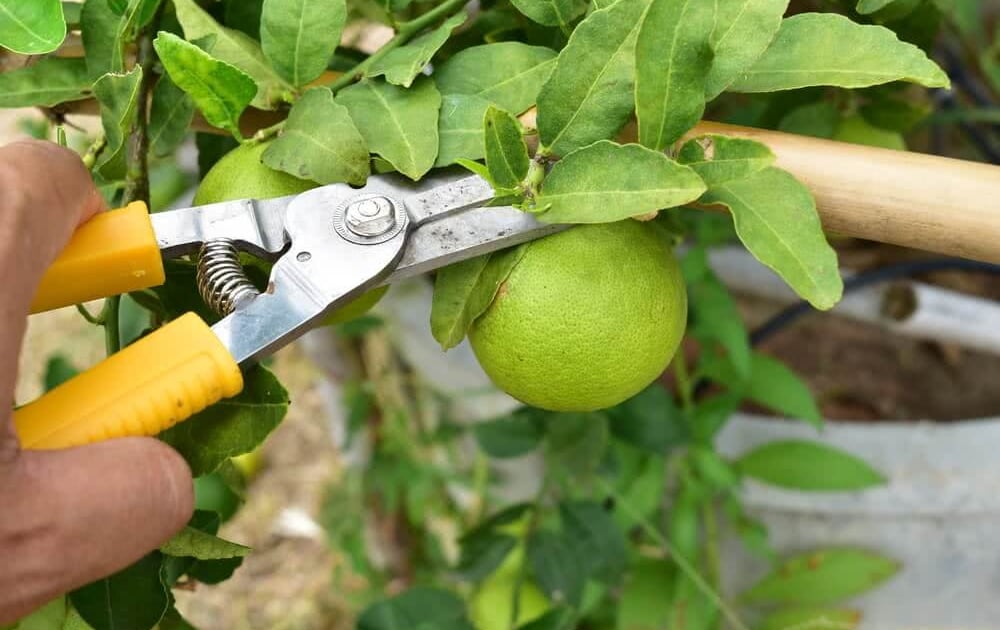 5 Best Tools For Harvesting Gaurishankar Nursery