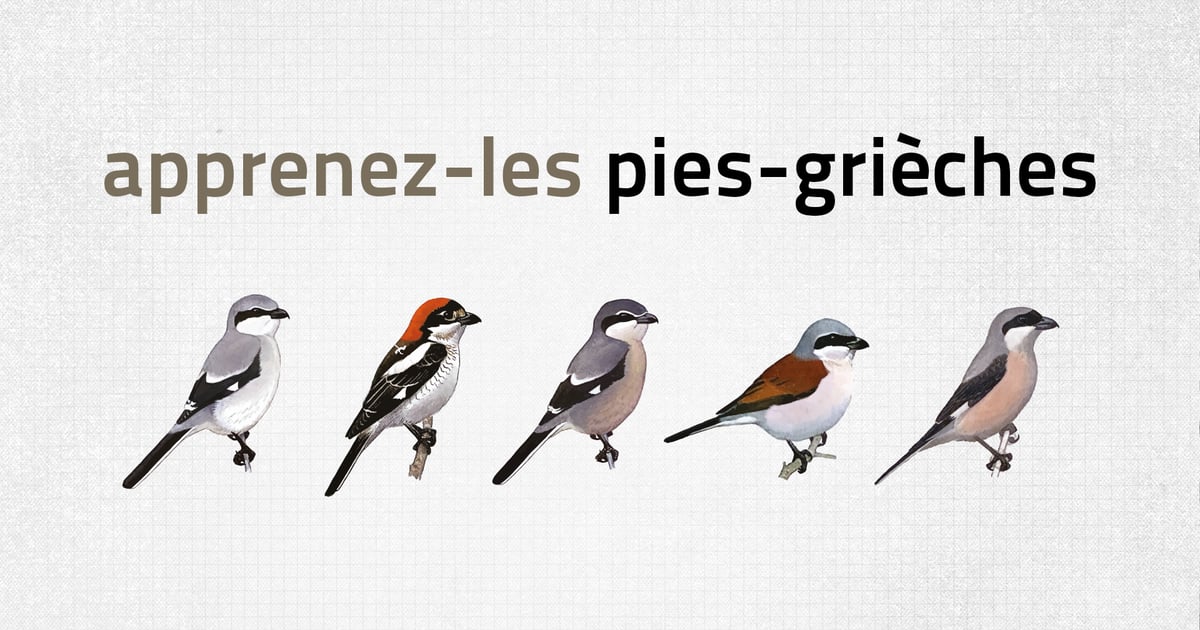 Identifiez les pies-grièches | Apprenez-les tous