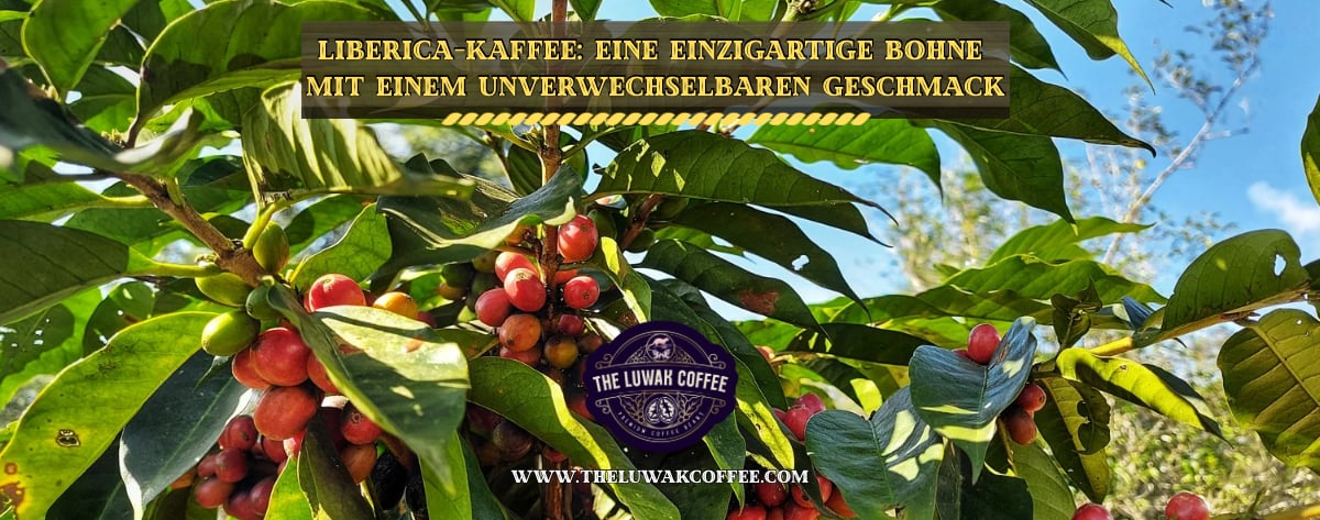 Liberica-Kaffee: Eine einzigartige Bohne mit einem unverwechselbaren Geschmack | THE KOPI LUWAK ...