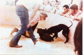 Bullyson vs Benny Bob – The Controversial APBT Gamedog Fight | APBT INFO