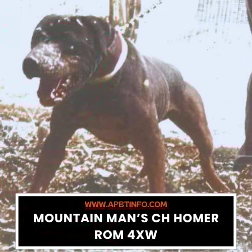 Understanding the APBT Game Dog | APBT INFO