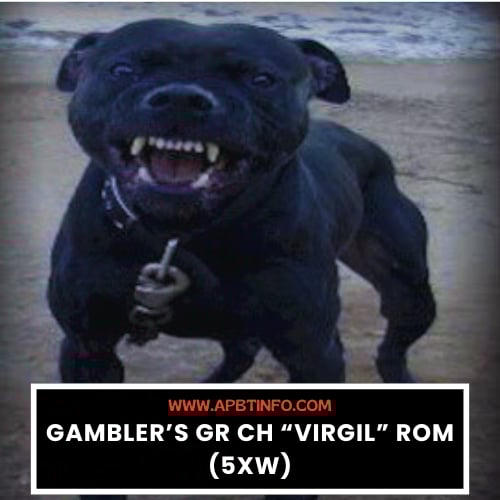 Understanding the American Pit Bull Terrier temperament Through APBT ...