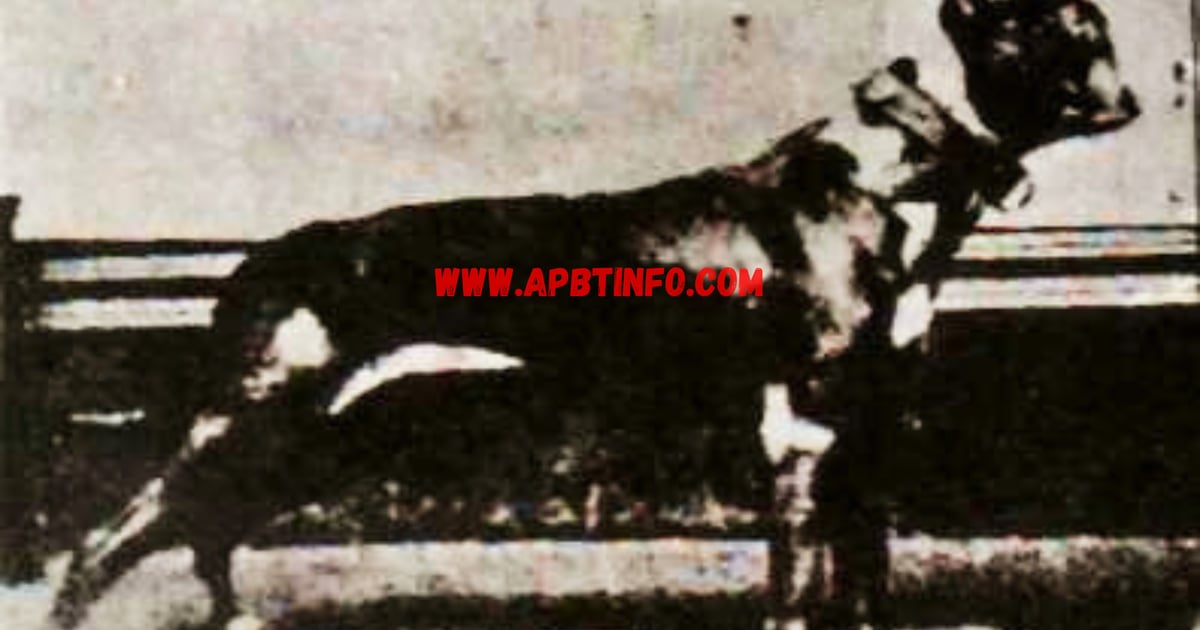 The Gas House Dog - McDonald's Grip - Pit Dull Dog 1870 | APBT INFO