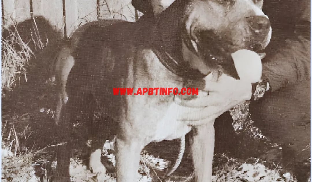 HOOTEN'S CH "BUTCHER BOY" (4XW) - APBT 1967 | APBT INFO