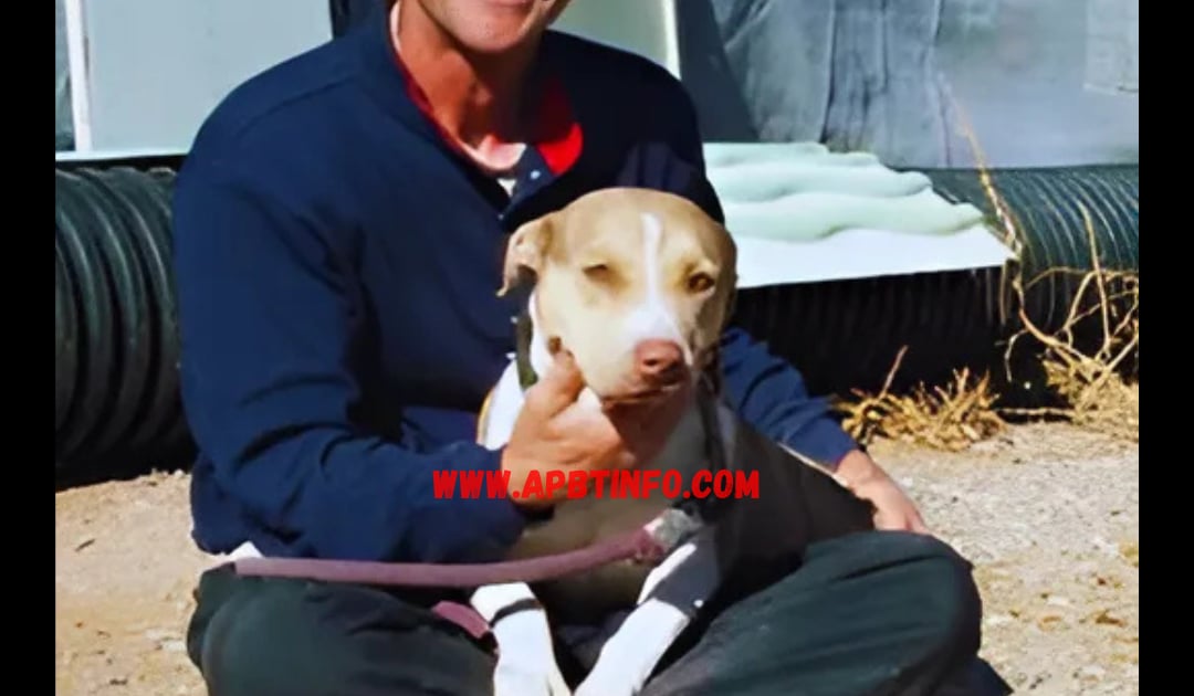 Pat Patrick: A Legendary APBT Breeder | APBT INFO