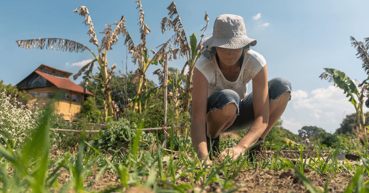 Permaculture Guilds | Permaculture Gardens