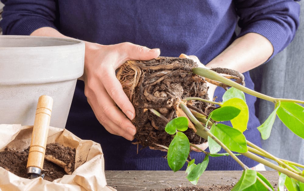 How and When to Transplant Seedlings | Permaculture Gardens