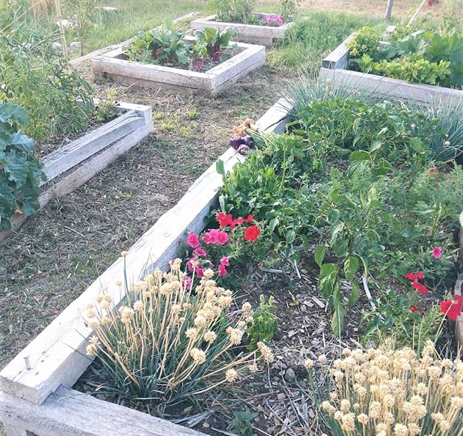 Grow your own food with the Grow-It-Yourself Program | Permaculture Gardens