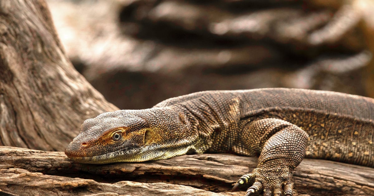 Unveiling the Mystique of Monitor Lizards in Gili Air | Atoll Haven