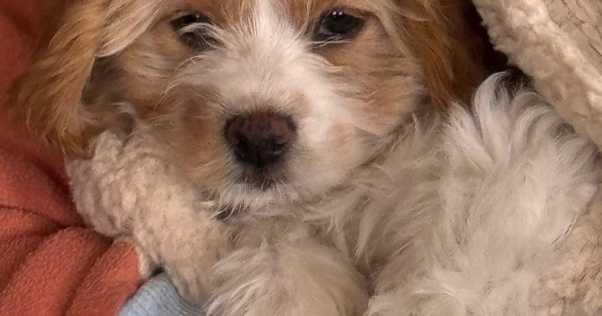 Cavapoos in Montana - Cavapoos for sale - Cavapoo Breeder | Big Sky Cavapoo
