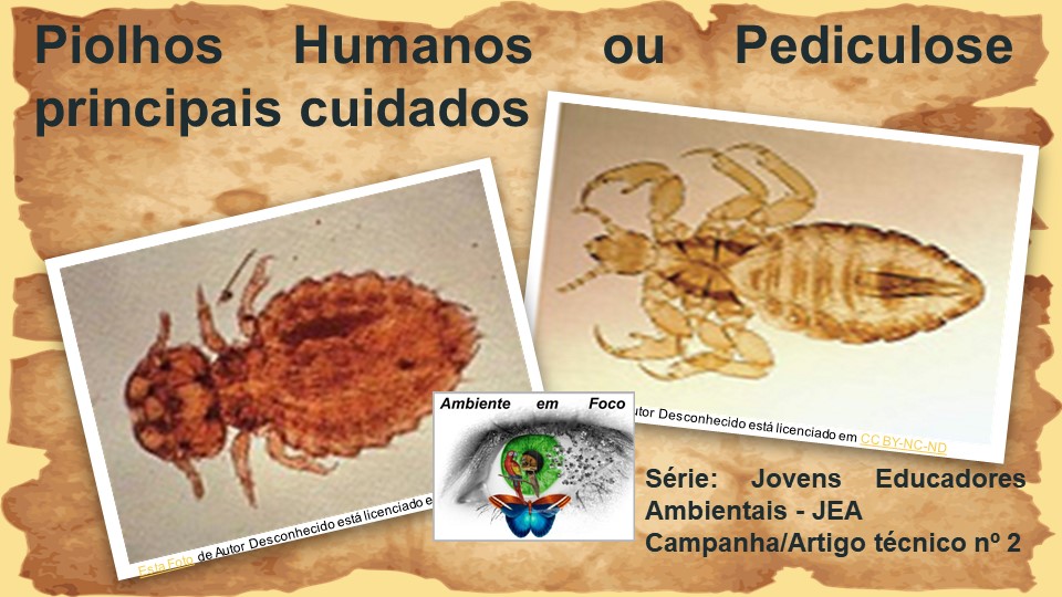 Pediculose, tudo o que você precisa saber sobre Piolhos: Dá ...