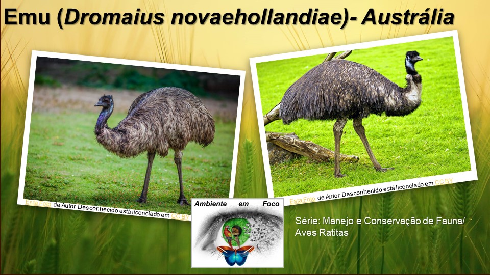 Emu (Dromaius novaehollandiae) da Austrália, reconhecido como a segunda maior ave do mundo