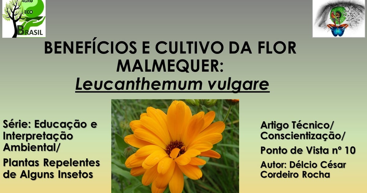 Benefícios e Cultivo da Flor Malmequer: Leucanthemum vulgare