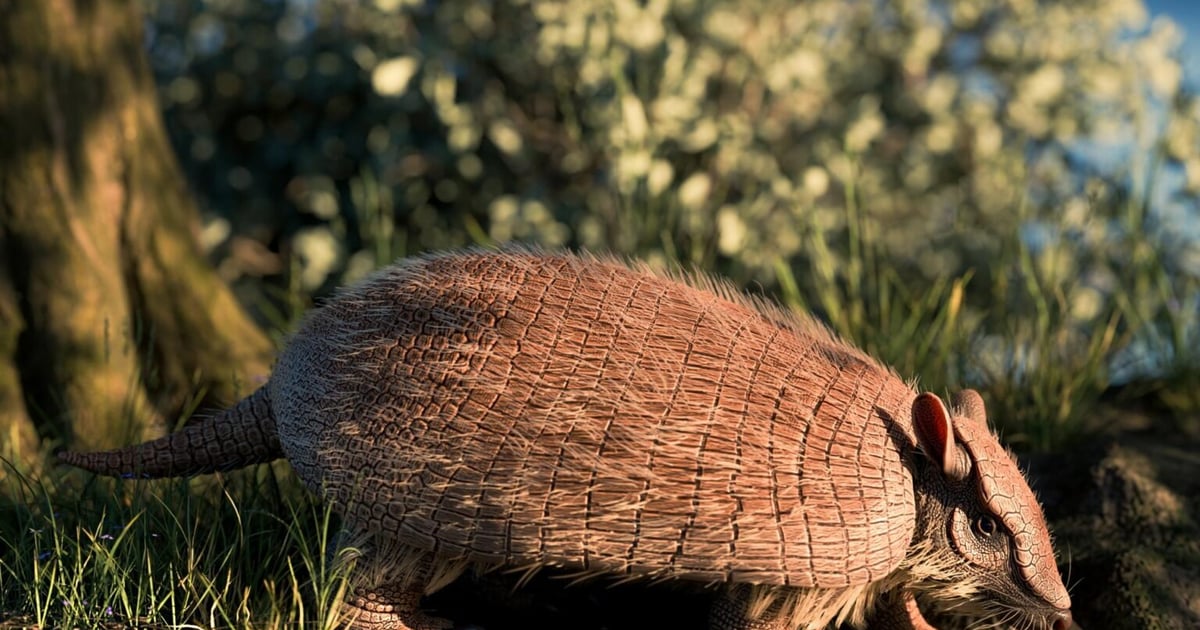 Nova espécie e tatu extinto é descoberta por pesquisadores