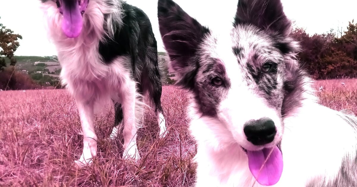 MONSTER ARENA | monster dog dayz