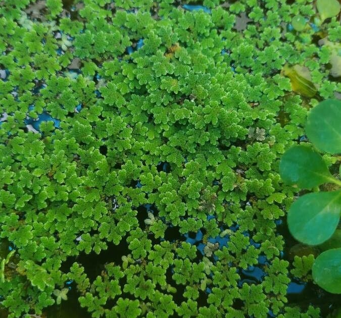 A Comprehensive Guide to Starting an Azolla Farm | Libenthung's Horizon