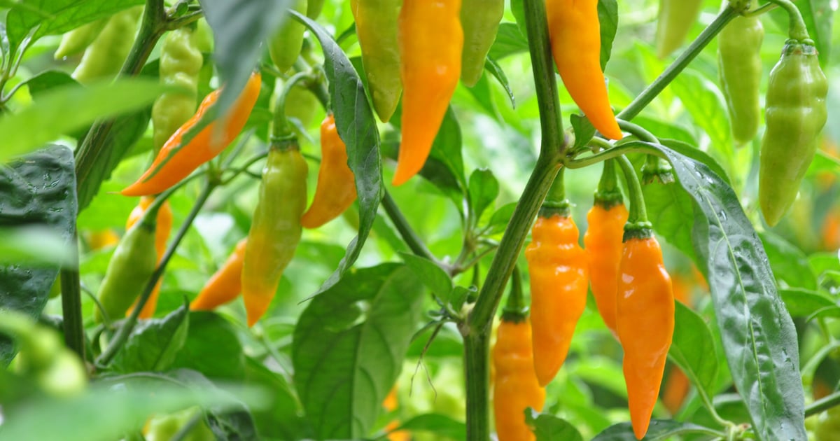 Best Friends Share Flavorful Datil Pepper Journey | Mayhem Datil Pepper ...