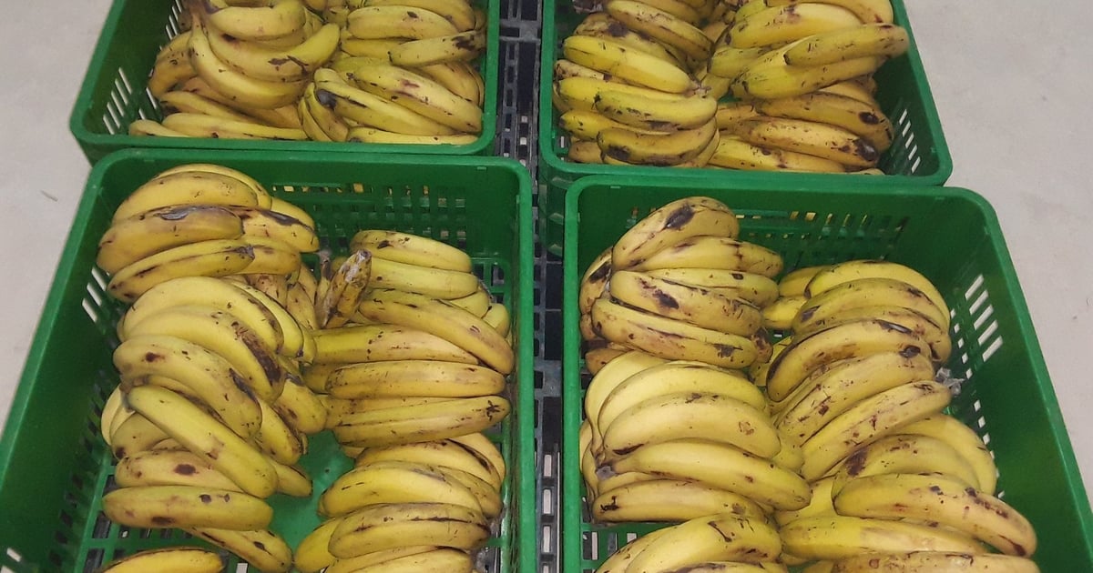 SomfarmFresh - Leading Fresh Fruits Wholesaler in Somalia ...