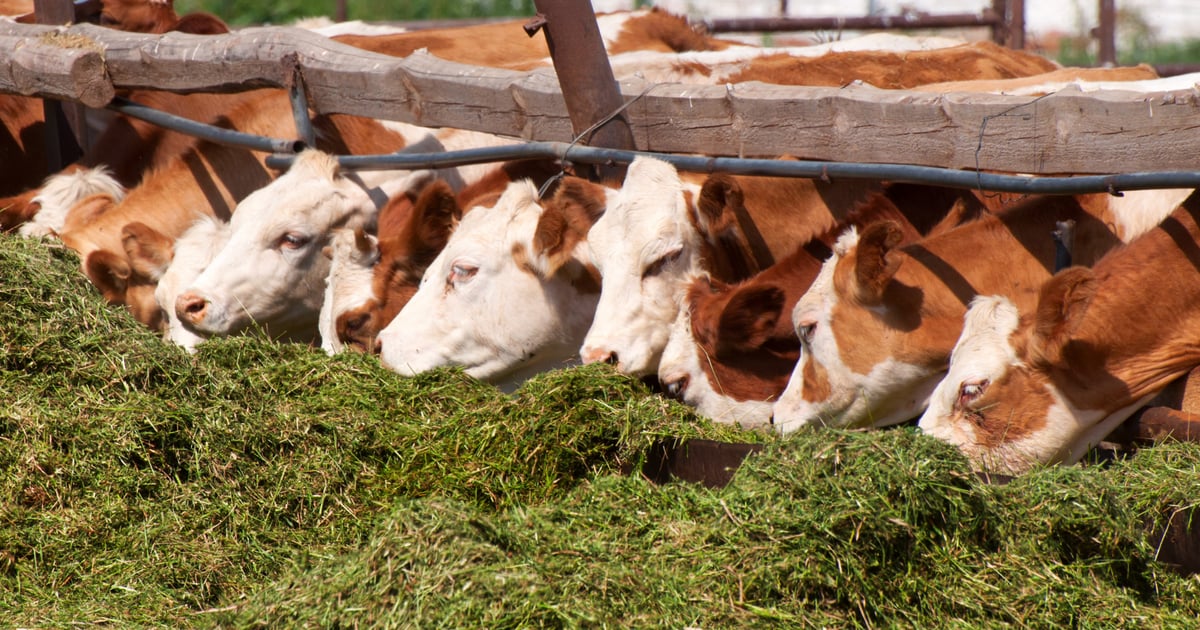 Understanding Dry Matter Requirement in Dairy Animals: How to Calculate ...