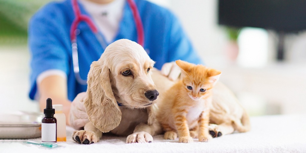 How to Choose the Best Pet Insurance: Top 5 Providers Reviewed ...