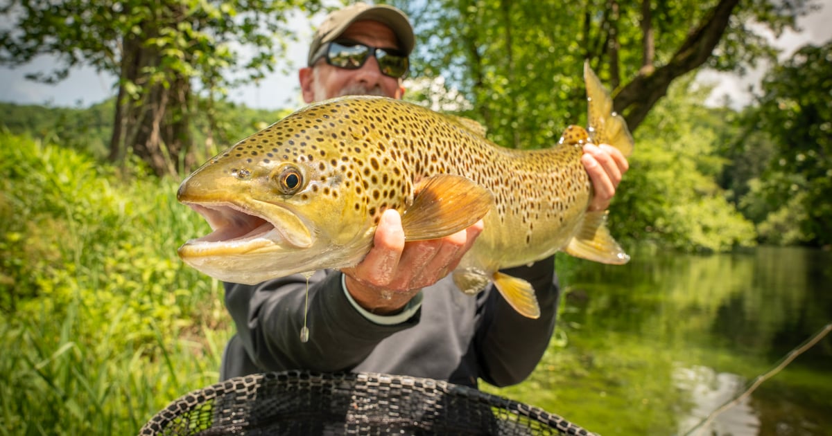 May 2025 UPDATE! South Holston River Fishing Report - What You've Been ...