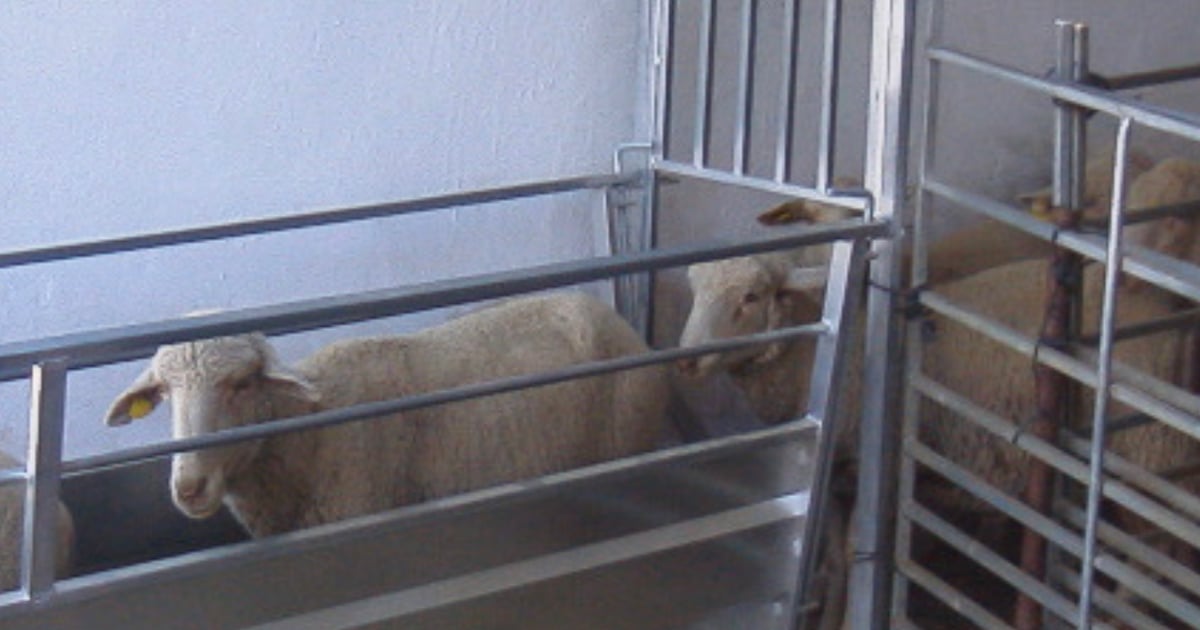 *PGUI Puerta de guillotina y selectiva en mangada de ovino | SERNA ...