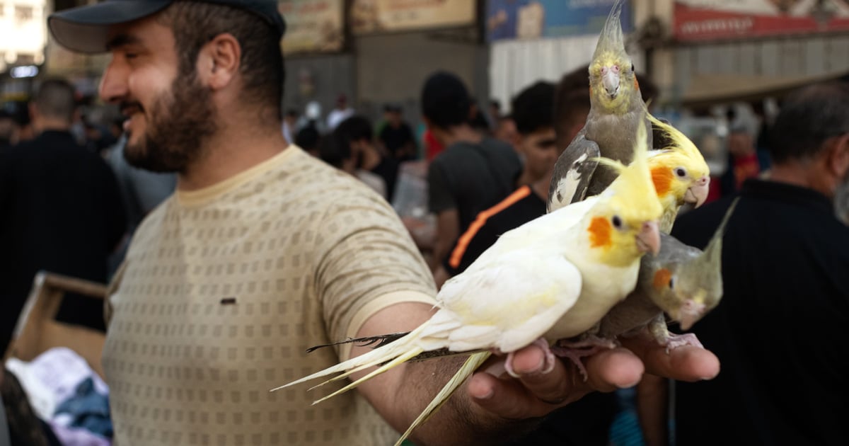 Photo Reportage: Marché Animalier de Bagdad | pinzoo photographie