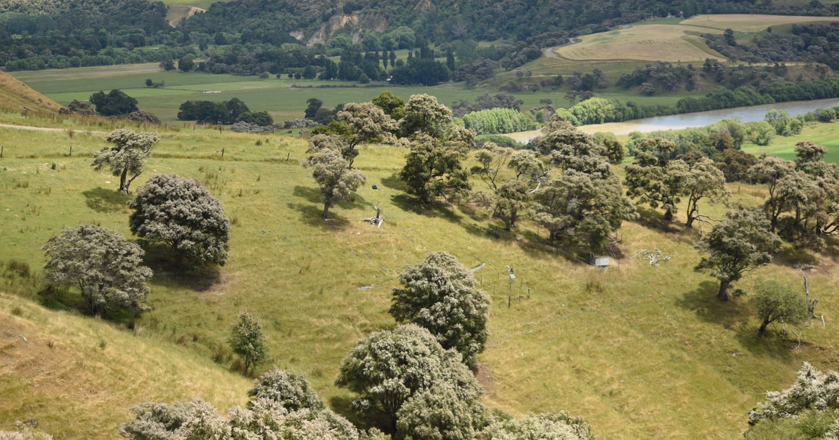 Verdantia Research: Pioneering native silvopastoral systems in NZ ...