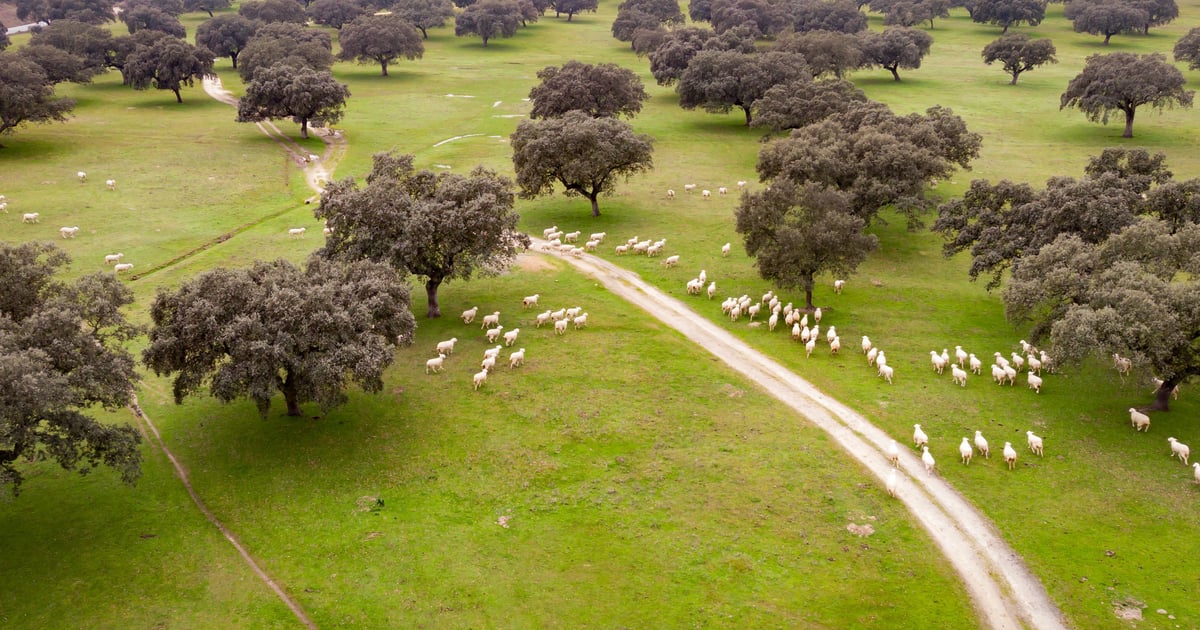 What are silvopastoral systems? | Verdantia Research