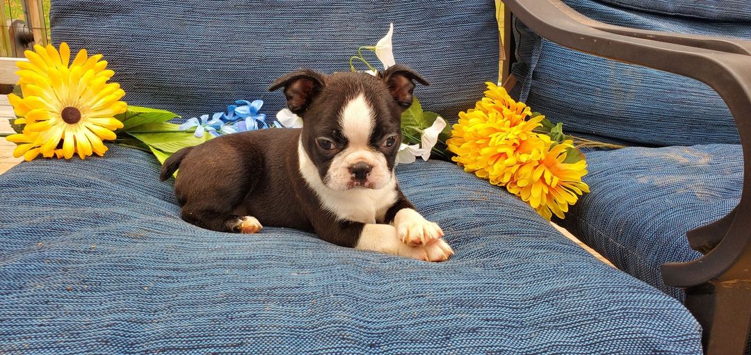 Available Boston Terrier Puppies | Oregon, Washington, Montana ...