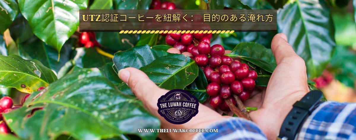 UTZ認証コーヒーを紐解く： 目的のある淹れ方 | THE KOPI LUWAK (LUWAK COFFEE)