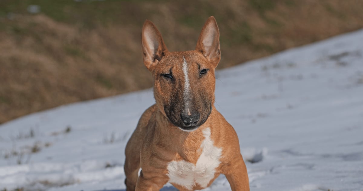 Elite Mini Bulls - get your very own mini bull | Elite Mini Bulls