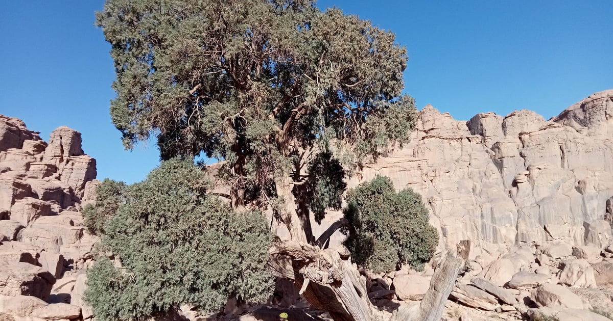 Ciprés de Duprez : La única especie de conífera del mundo | DTVA