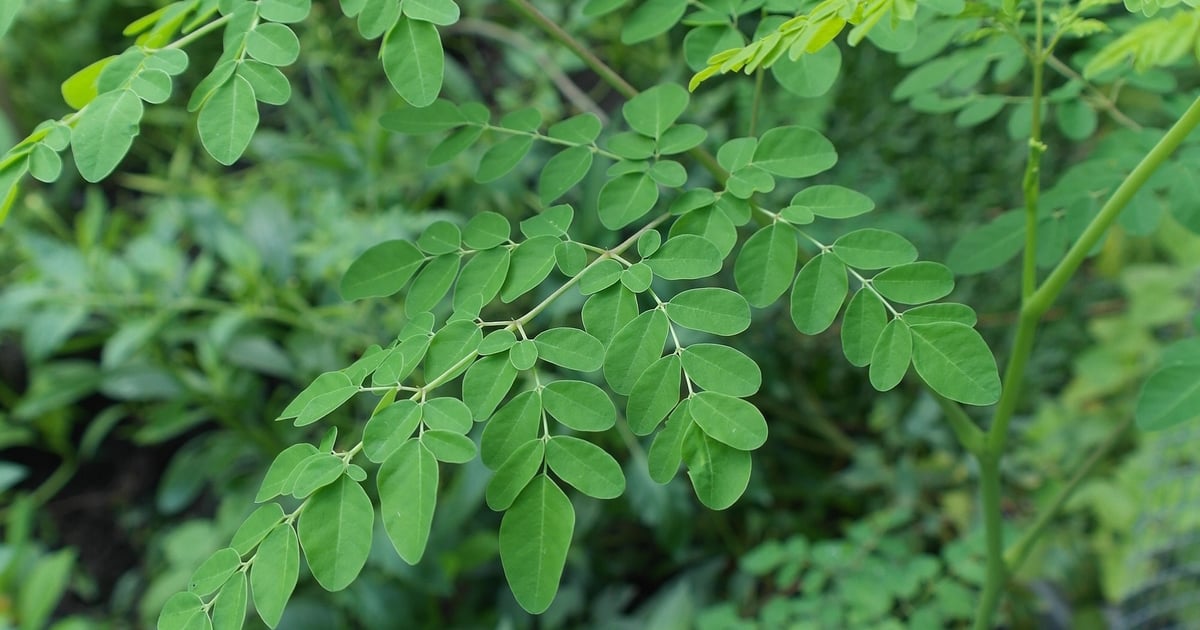 Unveiling the Magic of Moringa: The Mighty Drumstick Tree | The Moringa ...
