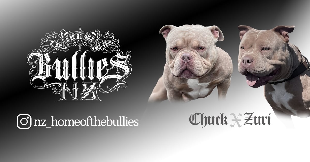 Upcoming Breedings | American Bully Breeder | American Bully New Zealand