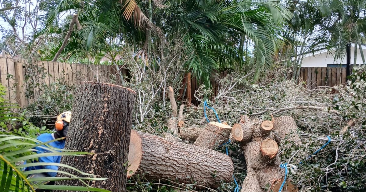 Pedro Only Trees Service: Expert Tree trimming | PEDROONLYTREESSERVICELLC