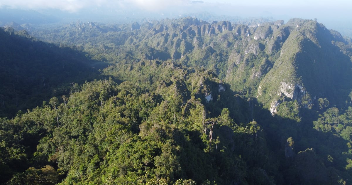 Multi-Stakeholder Collaboration to Protect the Rainforest ...